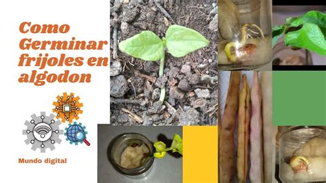 EXPERIMENTO GERMINAR diferentes tipos de frijoles en algodón YouTube