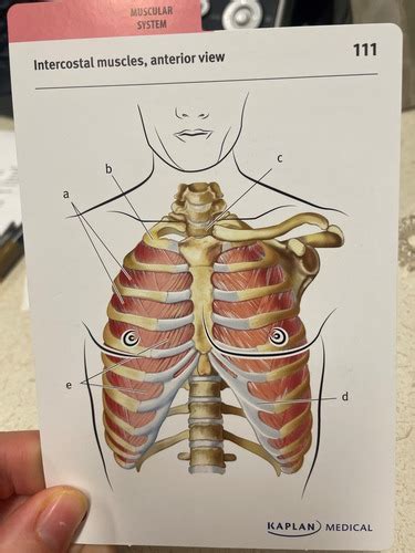 Muscular System Chest Abdomen Flashcards Quizlet