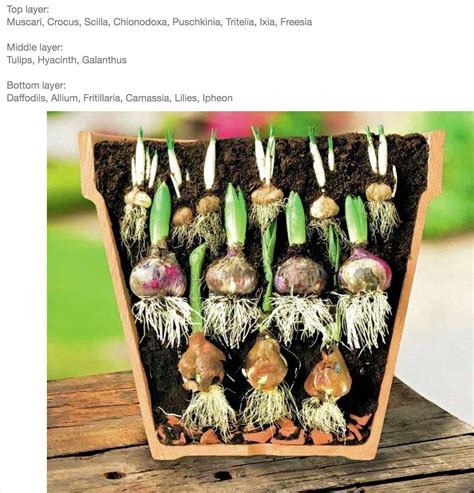 How To Plant A Bulb Lasagne Easy Guide To Layering Bulbs Artofit