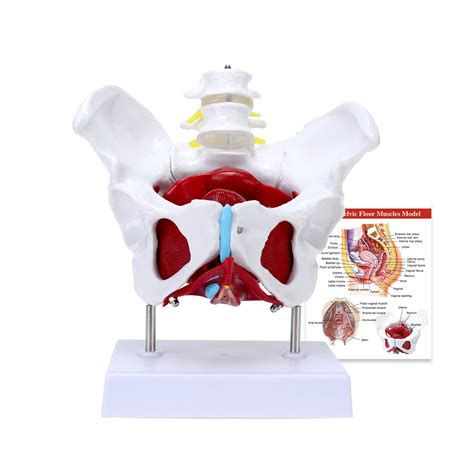 Buy LYOU Female Pelvis Model With Pelvic Floor Muscles And Detachable