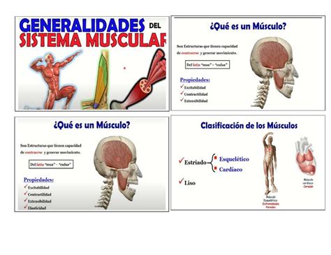 Generalidades Del Sistema Muscular Jhoselin Garcia UDocz