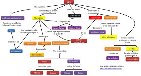 MAPA CONCEPTUAL DE LA ESTRUCTURA DEL ADN