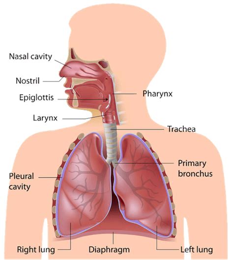The Respiratory System Lesson 0393 TQA Explorer