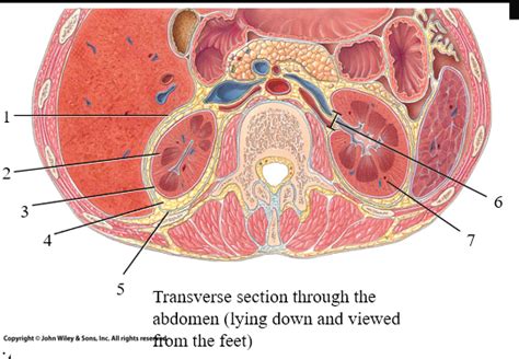 Transverse Section Through Abdomen Diagram Diagram Quizlet