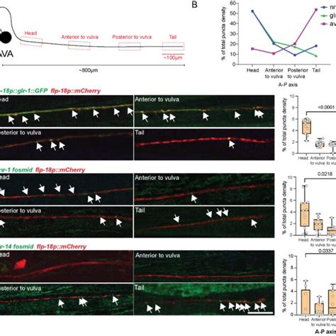 Distinct Types Of Glutamate Receptors Are Localized Differentially