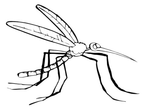 37 Desenhos De Mosquito Para Imprimir E Colorir Pintar