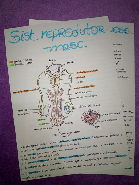 Sistema Reprodutor Masculino Biologia Citologia Estudos Concurso Porn