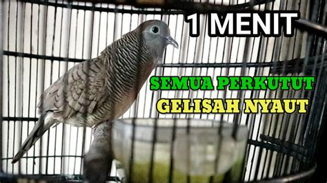 Perkutut Lokal Gacor Suara Besar Untuk Pancingan YouTube