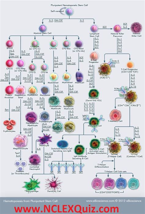 Hematopoietic Stem Cell Differentiation Pathways And Lineage Specific Markers Differentiation Of