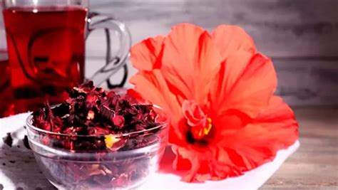 Aprender sobre 113 imagem como deve ser tomado o chá de hibisco br