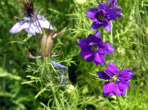 2560x1440 Wallpaper Purple Flowers Peakpx