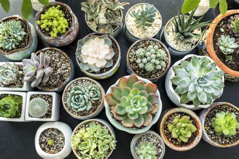 Find Your Perfect Succulent With Our PDF Identification Chart