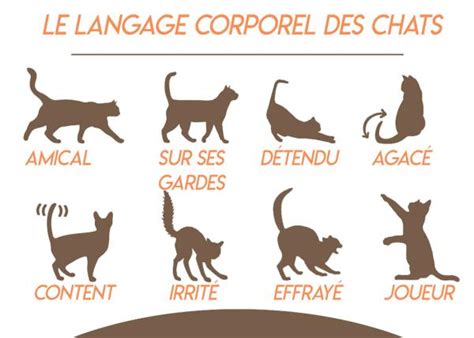 ベスト signification queue du chat 339648 Langage de la queue du chat