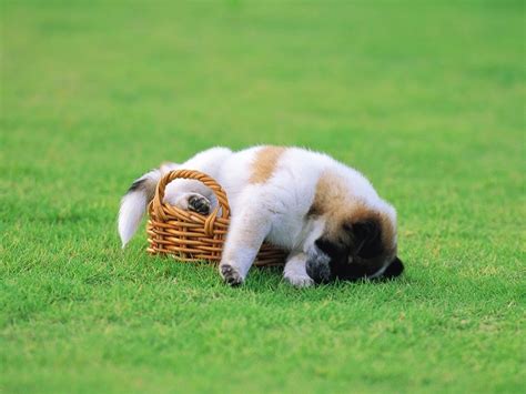 Bộ sưu tập hình ảnh mệt mỏi hài hước nhất Top 999 hình ảnh với độ