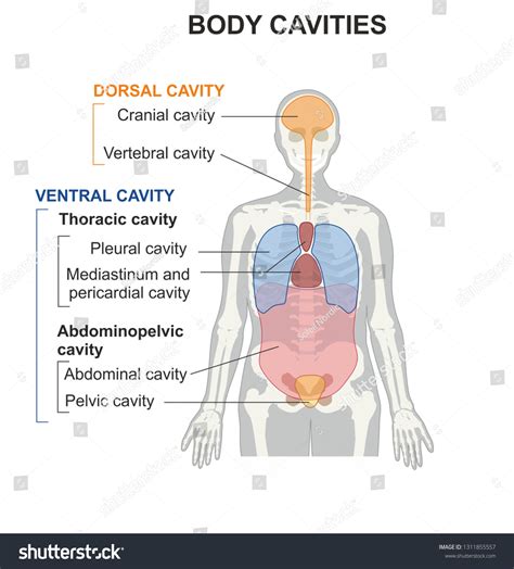 Abdominopelvic Cavity Labeled