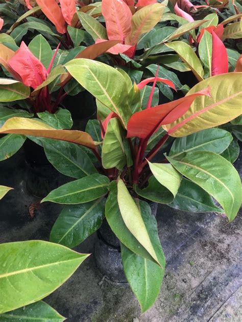 10 Philo Prince Of Orange Tri State Foliage In House Availability