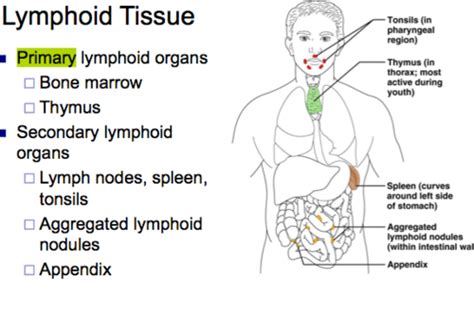 Lymphoid Organs Flashcards Quizlet