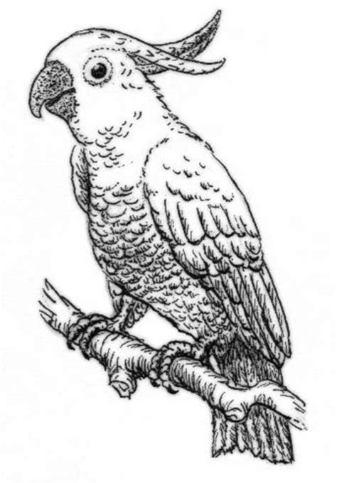 Dibujos Para Colorear Periquito Imprimible Gratis Para Los Ni Os Y