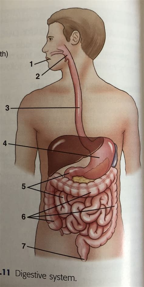 Alimentary Canal Diagram Quizlet