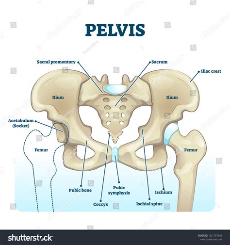The Pelvicis Diagram With All Its Parts Labeled Stock Photo And Royalty