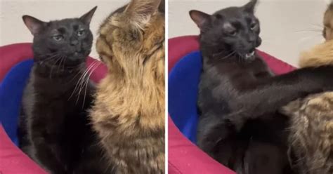 Te asombrarás Este es el origen del meme del gato negro que se ha