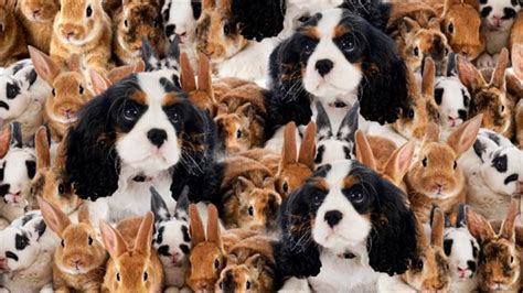 Zeka testi Tavşan ve köpeklerin içindeki yavru kedi nerede 447 kişi