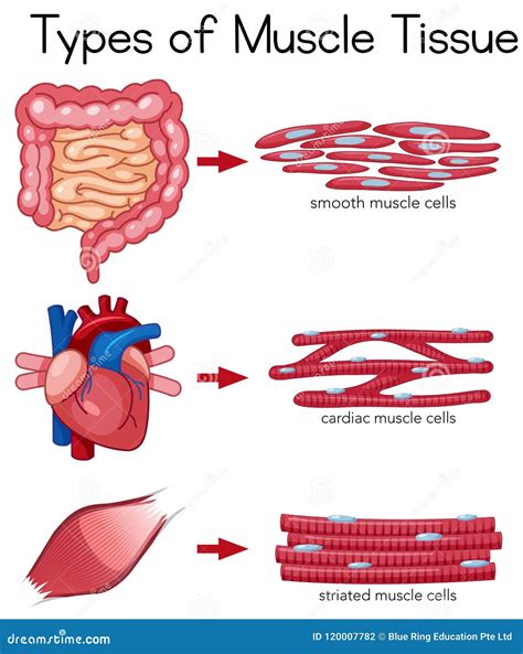 Types Of Muscle Tissue Stock Vector Illustration Of Medicals 120007782