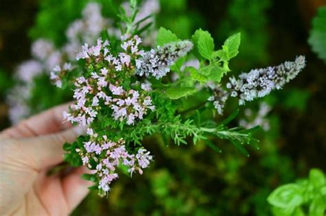 Plantas aromáticas beneficiosas para nuestra salud Consumoteca