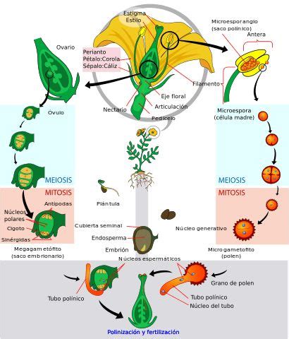 Angiospermas características clasificación ciclo de vida Mitose