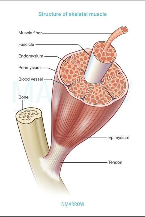 Covering Of Muscle
