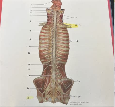 ANATOMY LAB PRACTICAL 3 Central Peripheral And Autonomic Nervous