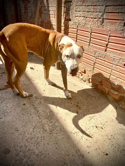 Cão pitbull é resgatado suspeita de maus tratos na região de Santa