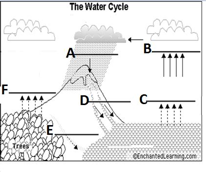 Water And Carbon Cycles Diagram Quizlet