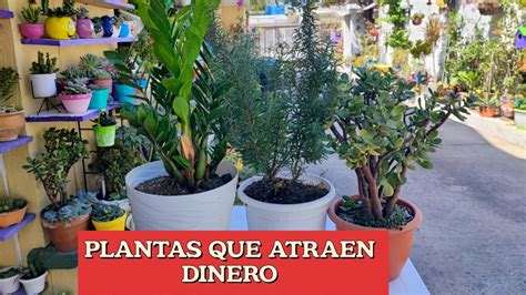 Plantas Que Atraen Dinero A Tu Vida Youtube