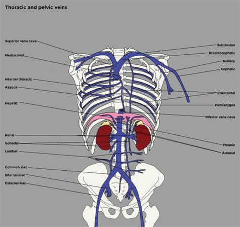 Figure Thoracic And Pelvic Veins The StatPearls NCBI Bookshelf