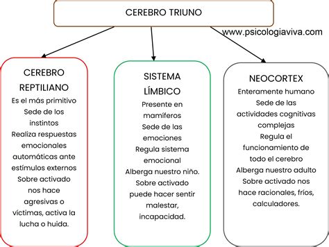 El Cerebro Triuno Tres En Uno Viva Y Coleando