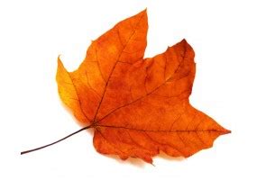 Stickers Et Autocollants Feuilles Aux Couleurs Dautomne Le Monde Du
