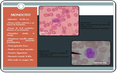 Ross M Pawlina W 2007 Histología Texto y atlas color con