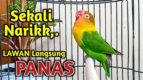 SUARA BURUNG LOVEBIRD NGEKEK PANJANG DI AWALI FIGHTER TARIKAN AWAL