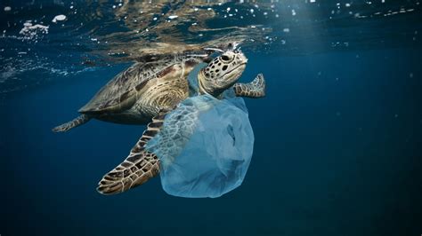 Como a poluição por plástico está a afetar as espécies marinhas