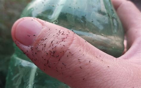 Cómo combatir la plaga de insectos qué hay por la ola de calor GENTE