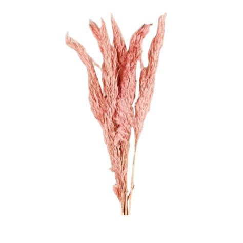 VEGETAUX FRAIS SECHES ET ARTIFICIELS Herbe De La Pampas Rose Saumon