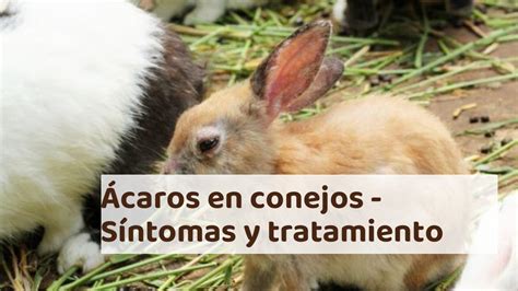 Ácaros en conejos Tipos síntomas y tratamiento YouTube