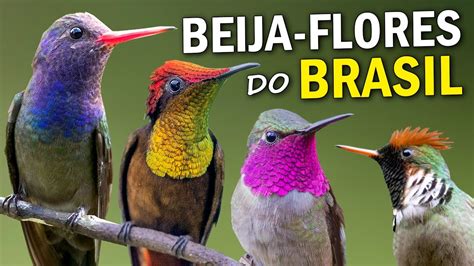 BEIJA FLORES FATOS E CURIOSIDADES Quantos Existem No Brasil