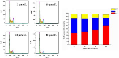 Flow Cytometry Analysis Of Cell Cycle Distribution For MFc Cells