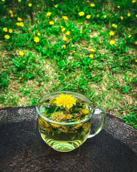 27 Recipe For Dandelion Tea ConsueloTylar