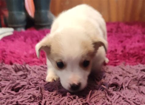 Za Darmo Oddam Pieski Wypnicha Olx Pl