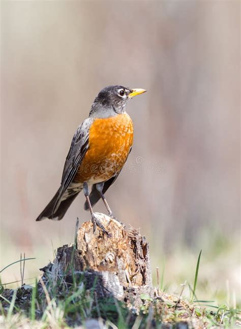 American Robin Turdus Migratorius On Tree Stump Stock Photo Image