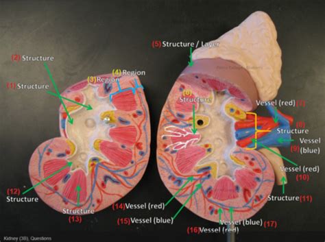 Anatomy Final Lab Practical Urinary System Flashcards Quizlet