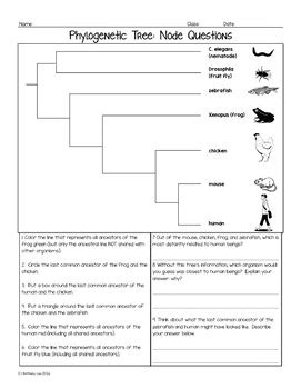 How To Read A Phylogenetic Tree 3 Part Activity By Science With Mrs Lau